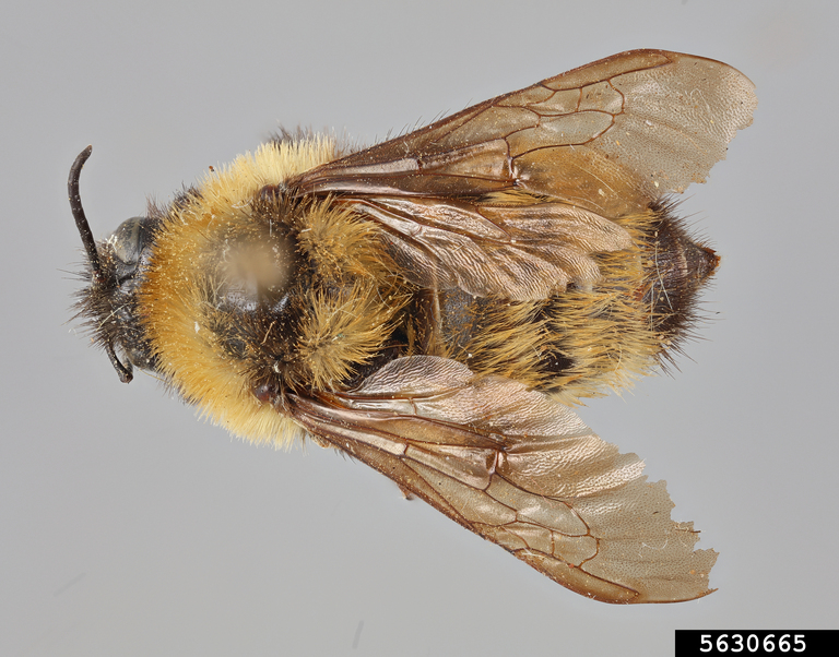 golden northern bumble bee (Bombus fervidus (Fabricius))