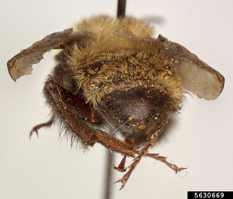 golden northern bumble bee (Bombus fervidus (Fabricius))