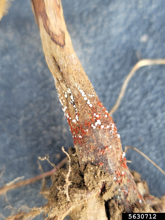 red crown rot of soybean (Calonectria ilicicola Boedijn & Reitsma)