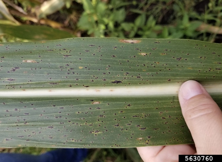 tar spot of corn (Phyllachora maydis Maubl., 1904)