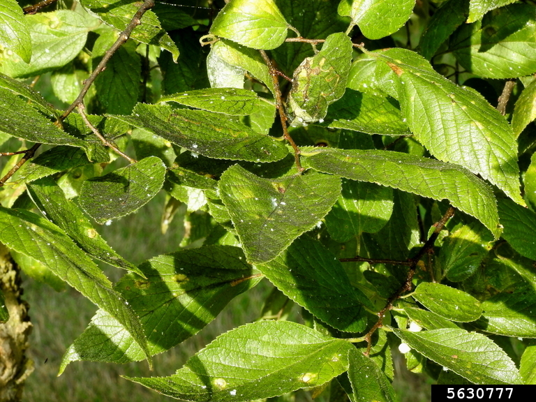 Asian woolly hackberry aphid (Shivaphis celti Das, 1918)