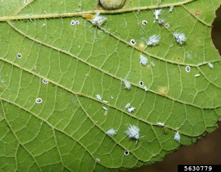 Asian woolly hackberry aphid (Shivaphis celti Das, 1918)