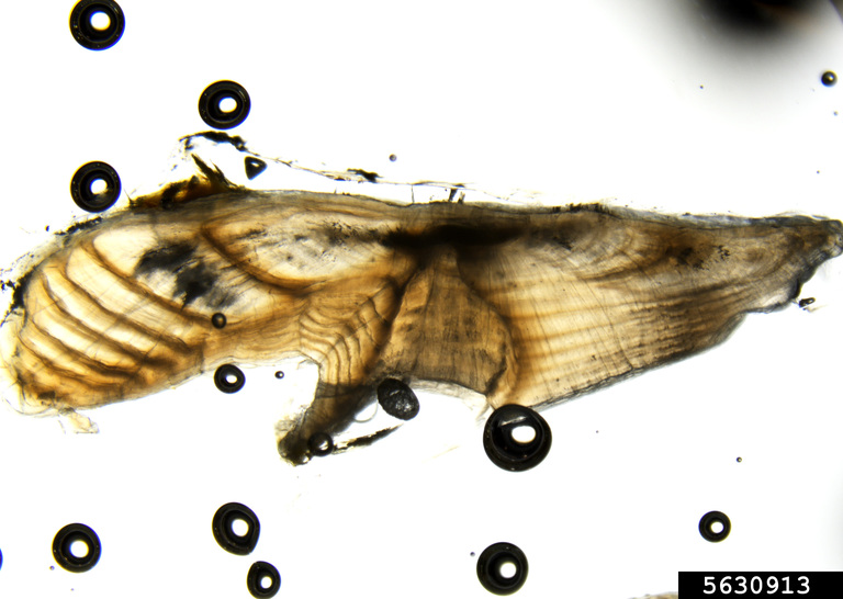 Largemouth Bass (Micropterus salmoides (Lacepède, 1802))