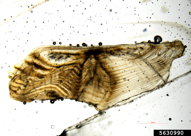 Largemouth Bass (Micropterus salmoides (Lacepède, 1802))