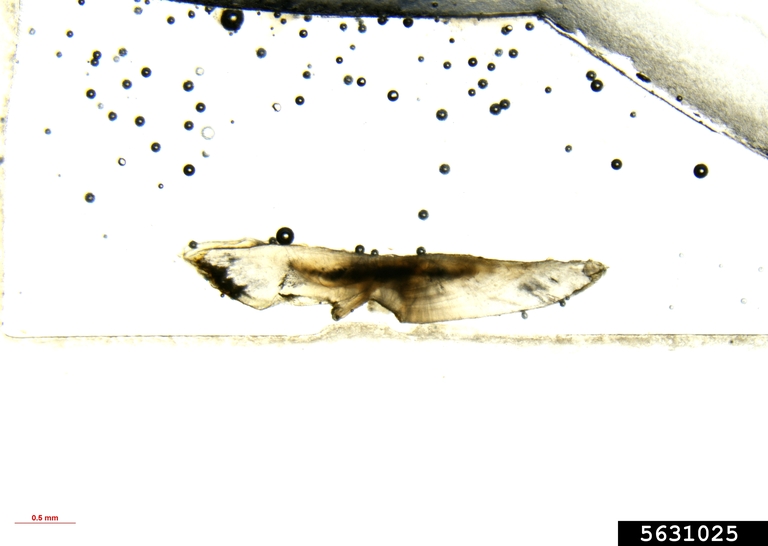 Largemouth Bass (Micropterus salmoides (Lacepède, 1802))