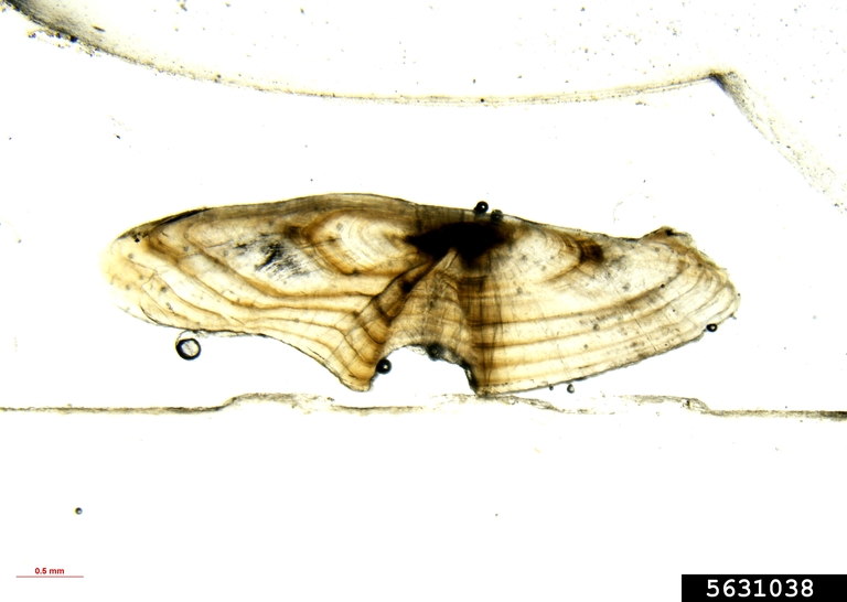 Largemouth Bass (Micropterus salmoides (Lacepède, 1802))