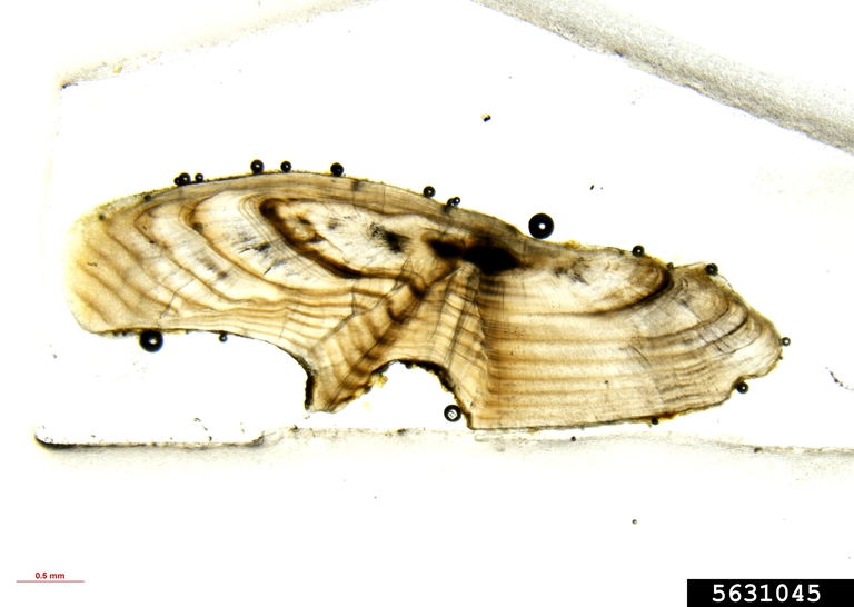 Largemouth Bass (Micropterus salmoides (Lacepède, 1802))
