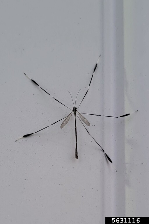 Eastern phantom crane fly (Bittacomorpha clavipes (Fabricius, 1781))