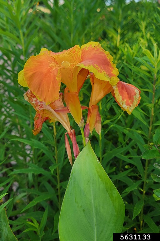 canna (Genus Canna L.)
