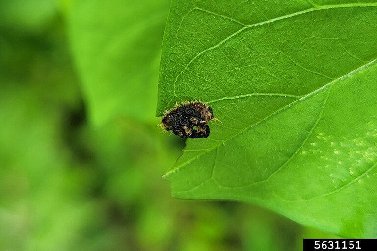 golden tortoise beetle (Charidotella sexpunctata (Fabricius, 1781))
