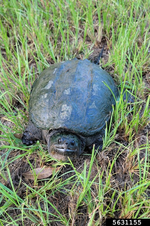 common snapping turtle (Chelydra serpentina (Linnaeus, 1758))