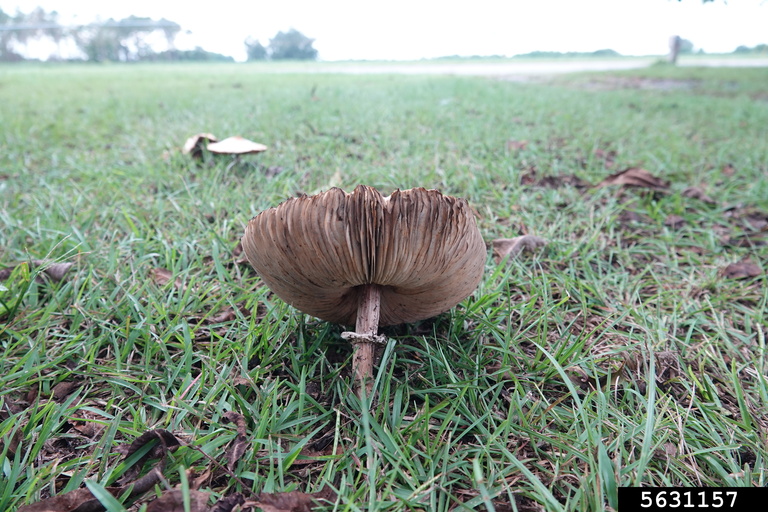 false parasol or green-spored parasol (Chlorophyllum molybdites (G. Mey ...