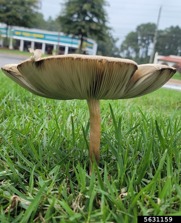 false parasol or green-spored parasol (Chlorophyllum molybdites (G. Mey ...