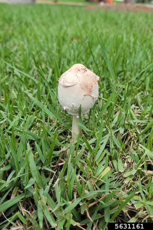 false parasol or green-spored parasol (Chlorophyllum molybdites (G. Mey ...