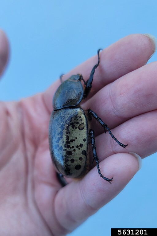 eastern Hercules beetle (Dynastes tityus (Linnaeus, 1758))