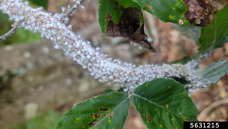 beech blight aphid (Grylloprociphilus imbricator (Fitch, 1851))