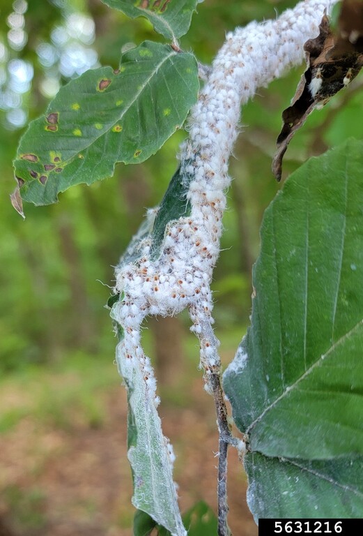 beech blight aphid (Grylloprociphilus imbricator (Fitch, 1851))