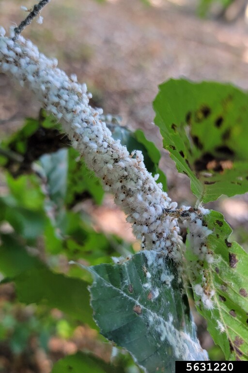 beech blight aphid (Grylloprociphilus imbricator (Fitch, 1851))