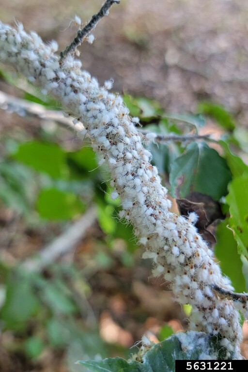 beech blight aphid (Grylloprociphilus imbricator (Fitch, 1851))