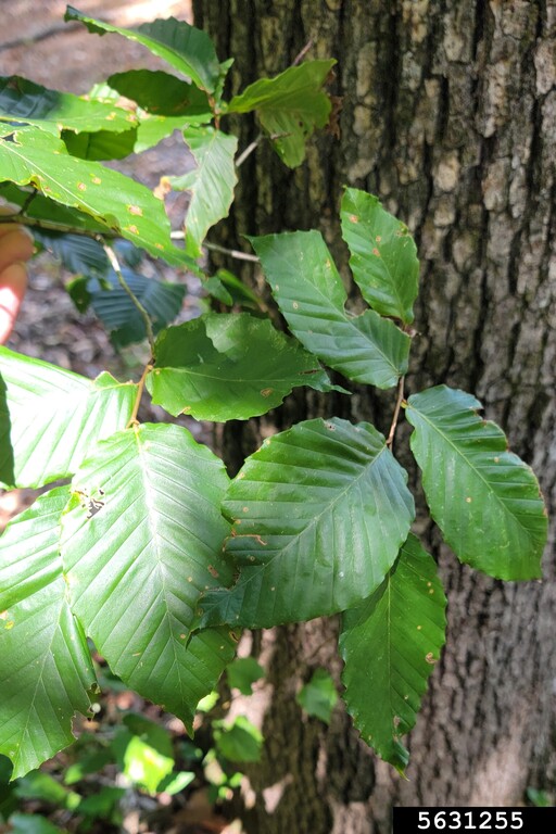 American beech (Fagus grandifolia Ehrhart)