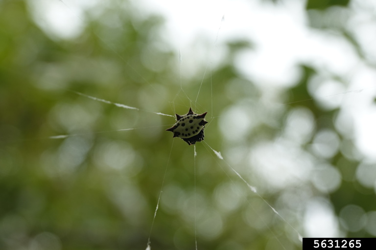 spinybacked spider (Gasteracantha cancriformis (Linnaeus))