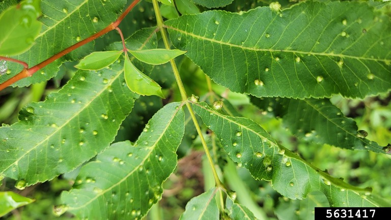 oak phylloxerids (Genus Phylloxera Fonscolombe, 1834)