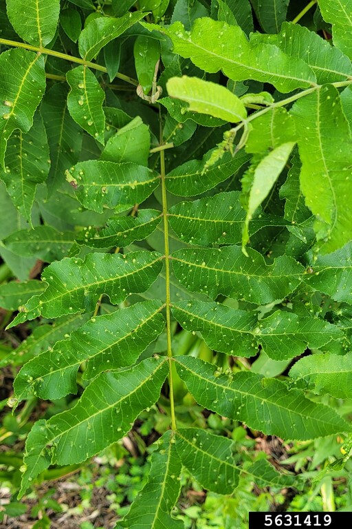 oak phylloxerids (Genus Phylloxera Fonscolombe, 1834)