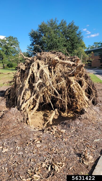 root lifting, soil heaving, and windthrow