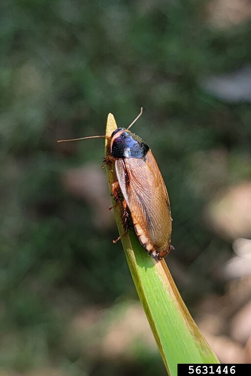 Surinam cockroach (Pycnoscelus surinamensis (Linnaeus))