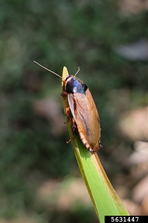 Surinam cockroach (Pycnoscelus surinamensis (Linnaeus))