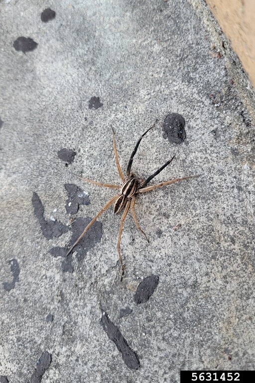 wolf spider (Rabidosa rabida (Walckenaer, 1837))