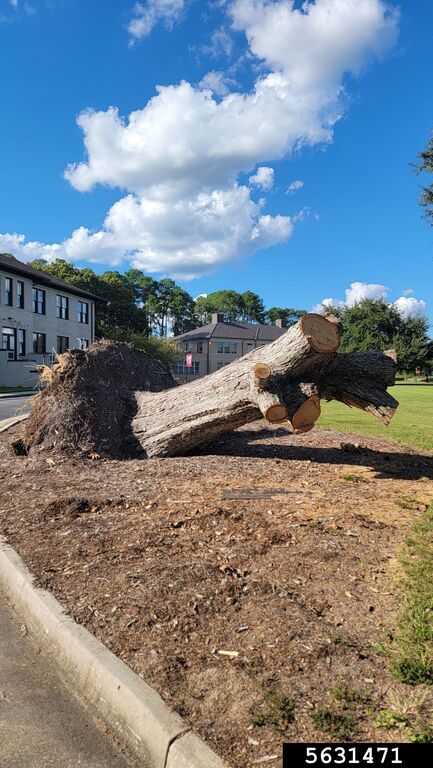 root lifting, soil heaving, and windthrow