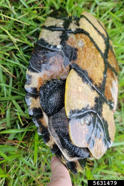 slider (Trachemys scripta (Schoepff, 1792))