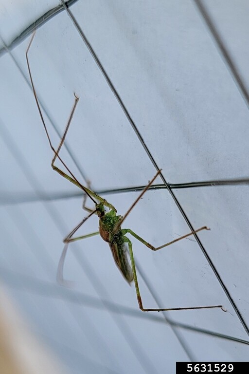 assassin bug (Zelus luridus Stal, 1862)