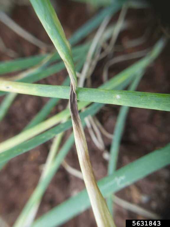 purple blotch (Alternaria porri (Ellis) Cif.)