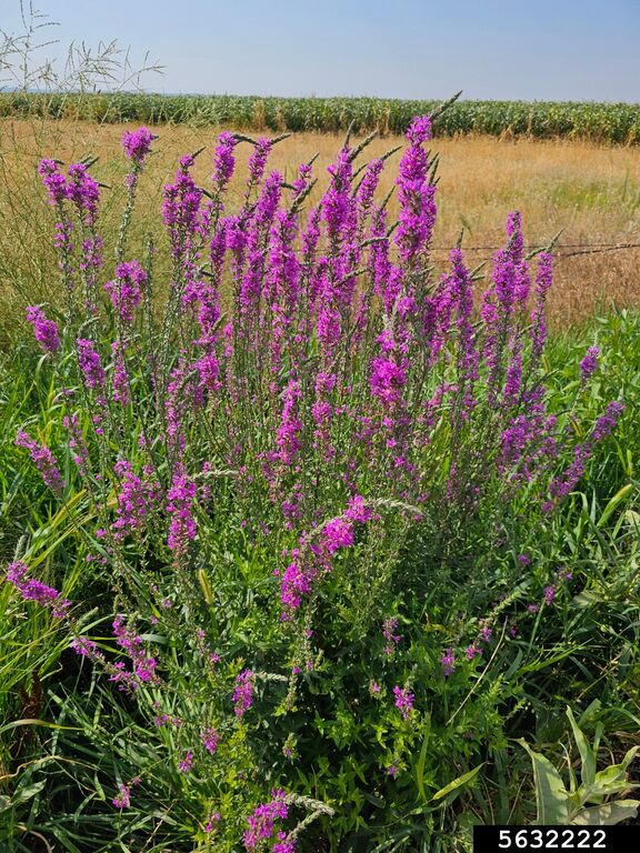 purple loosestrife (Lythrum salicaria L.)