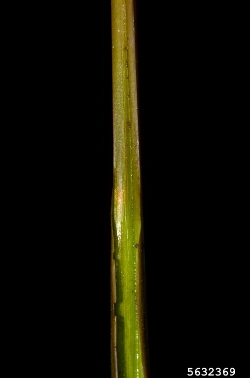 flowering rush (Butomus umbellatus L.)