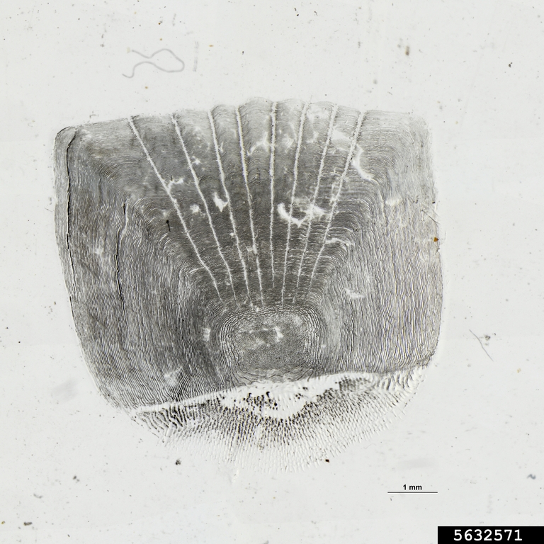 Largemouth Bass (Micropterus salmoides (Lacepède, 1802))