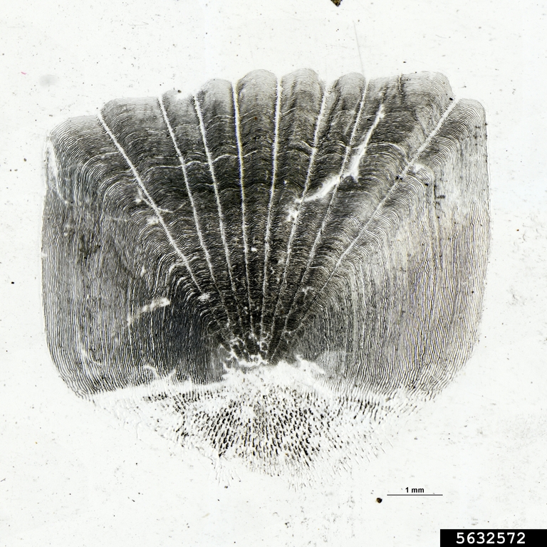 Largemouth Bass (Micropterus salmoides (Lacepède, 1802))