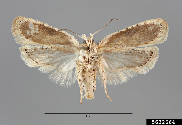 defoliating hemlock moth (Agonopterix alstroemeriana (Clerck))