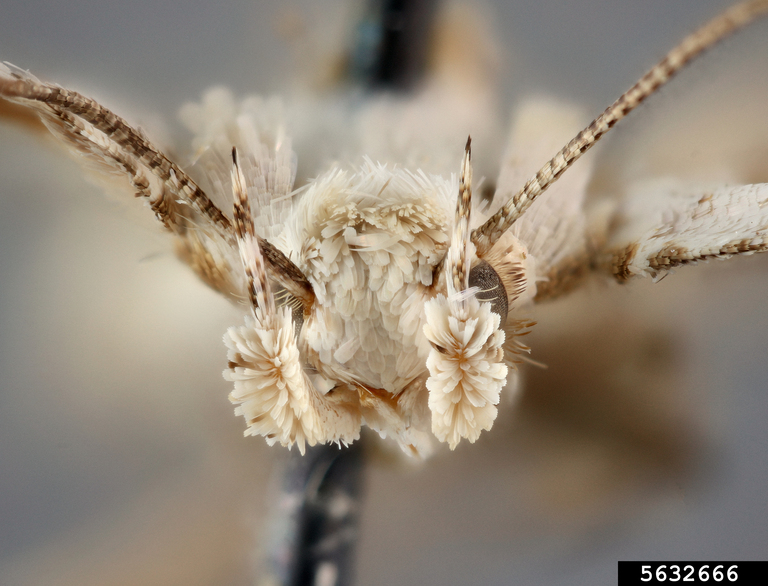 defoliating hemlock moth (Agonopterix alstroemeriana (Clerck))
