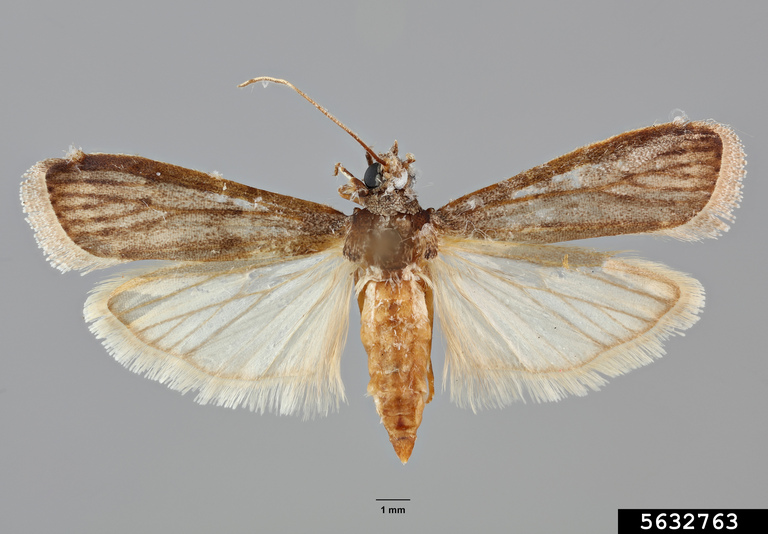 carob moth (Apomyelois ceratoniae (Zeller))