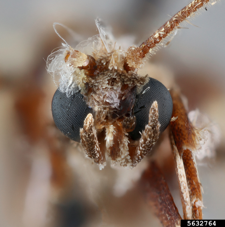 carob moth (Apomyelois ceratoniae (Zeller))