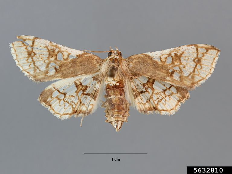 sweetpotato vine borer (Omphisa anastomosalis Guenee)