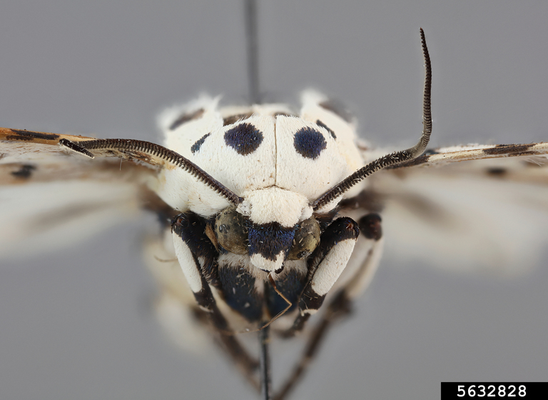 giant leopard moth (Hypercompe scribonia (Stoll, 1790))