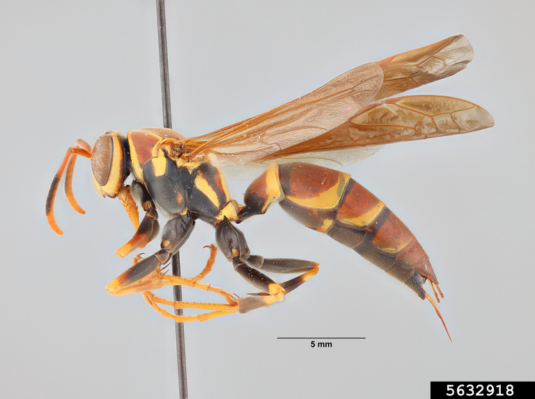 Polistes instabilis (Christ)