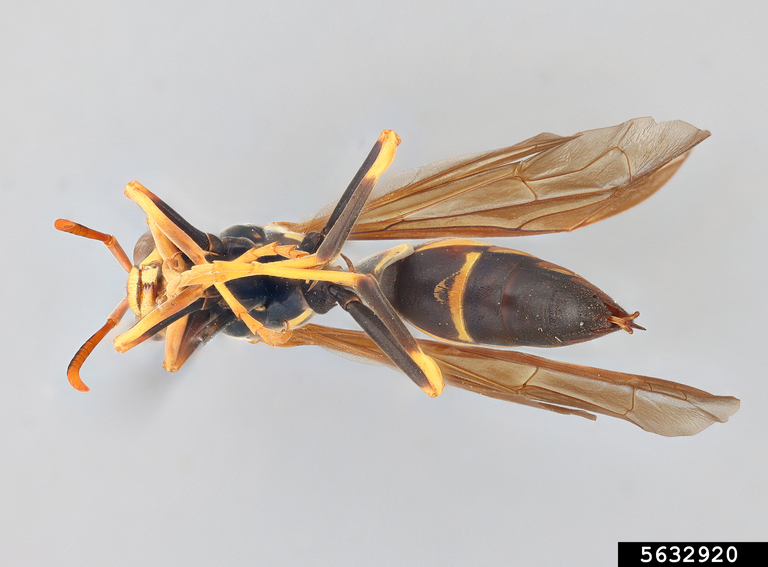 Polistes instabilis (Christ)