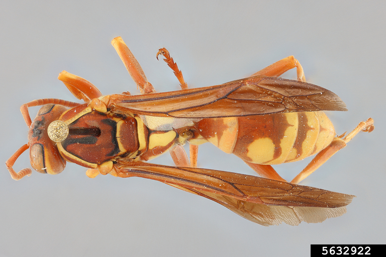 paper wasp (Polistes apachus Saussure)