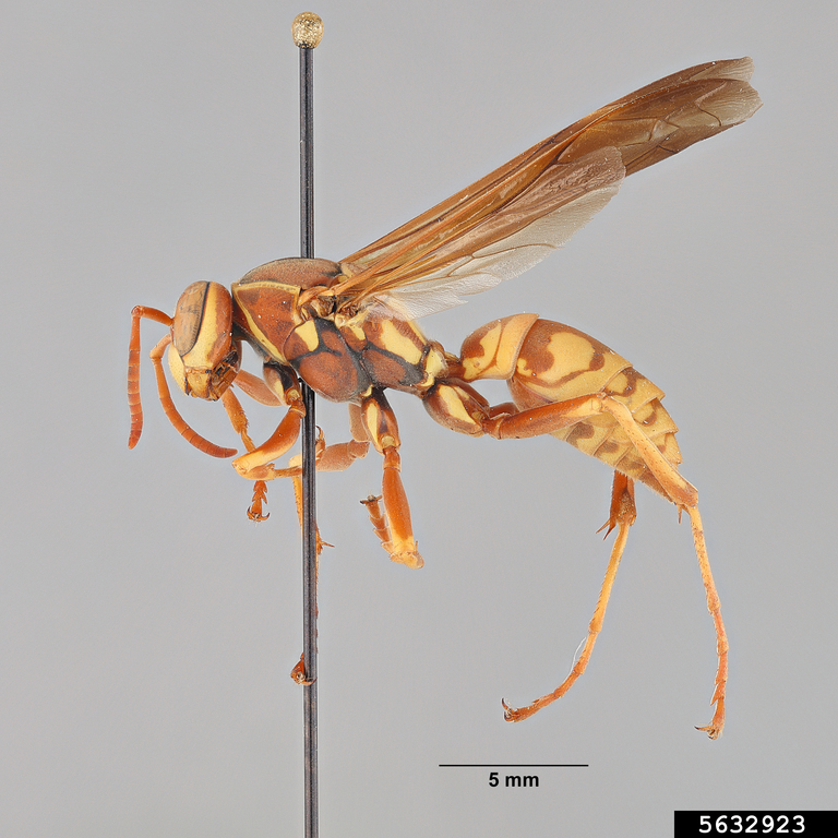 paper wasp (Polistes apachus Saussure)