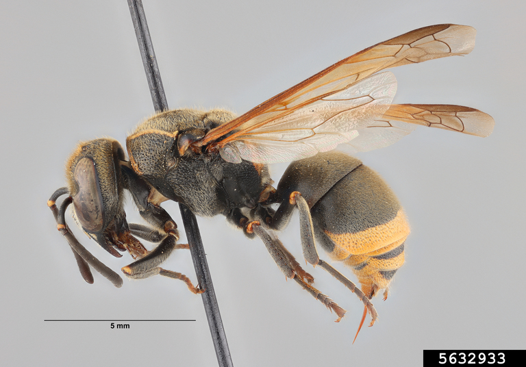 keyhole wasp (Pachodynerus nasidens (Latreille))